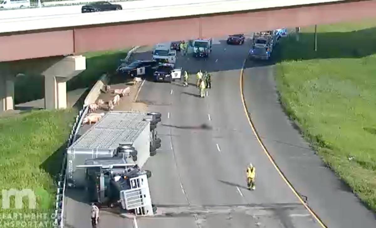 Semi crash spills pigs onto eastbound I-694, closing it for several hours - Bring Me The News