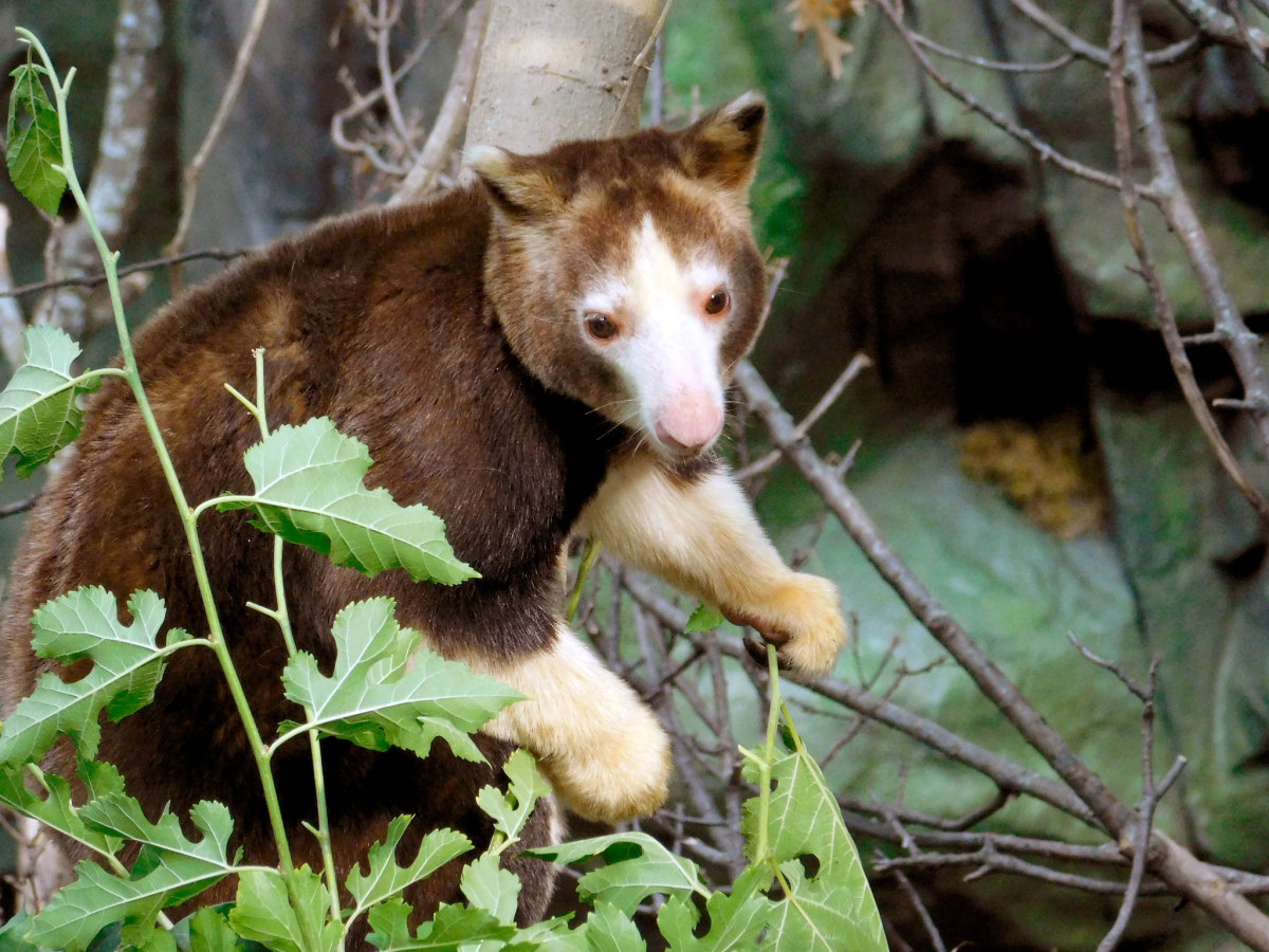 Minnesota Zoo's new tree kangaroo wins admirers - Bring Me The News