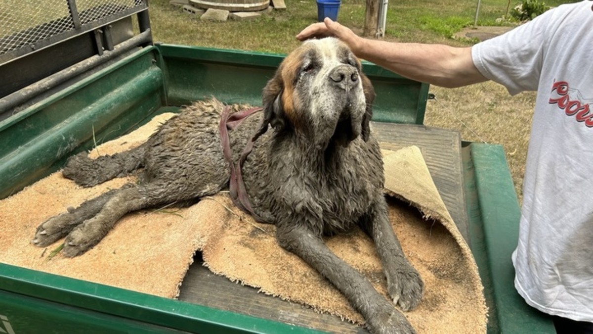 Missing dog stuck in mud overnight rescued from Carver County river ...