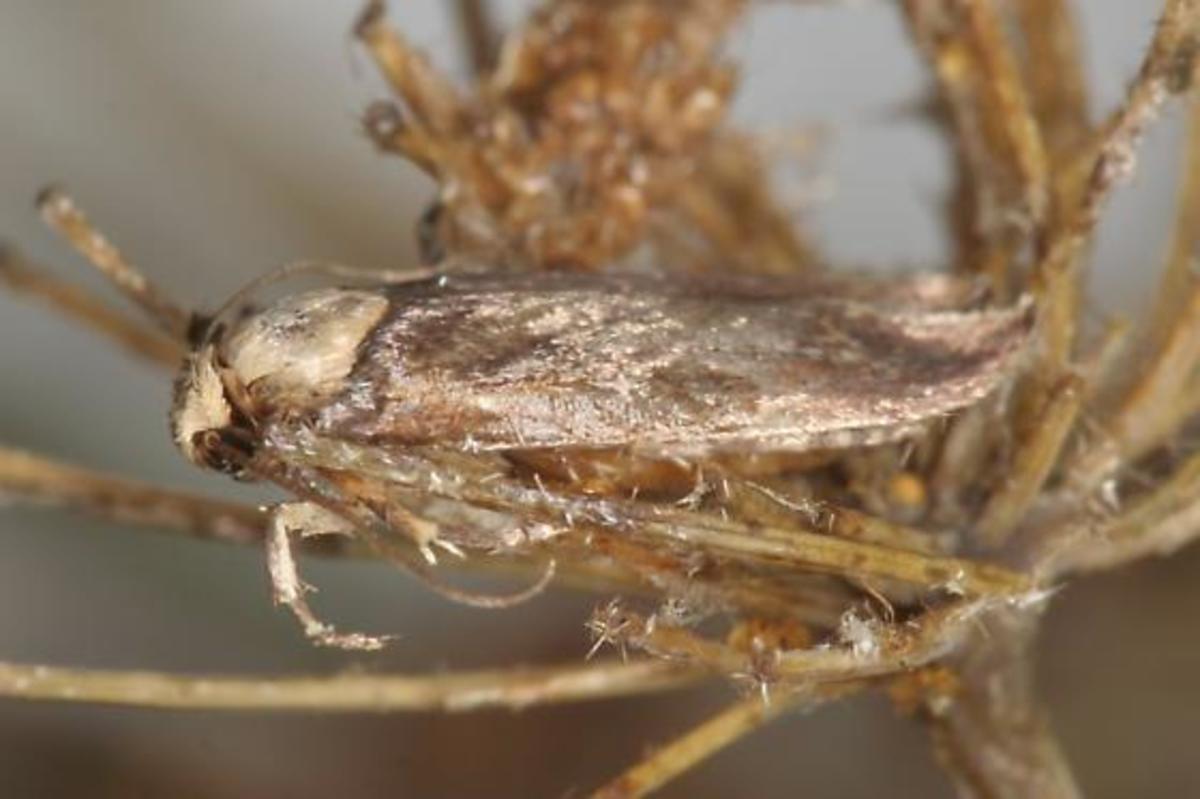 Invasive moth flying around Minnesota for first time - Bring Me The News