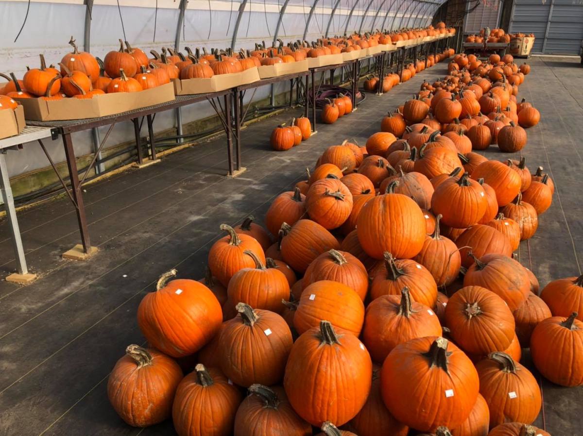 7 Minnesota pumpkin patches to visit this fall - Bring Me The News