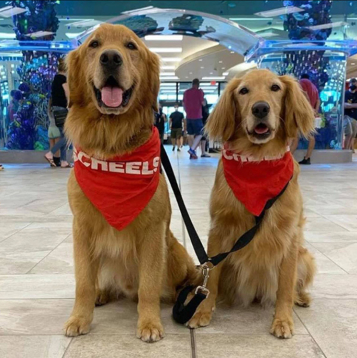 The SCHEELS Experience - Bring Me The News