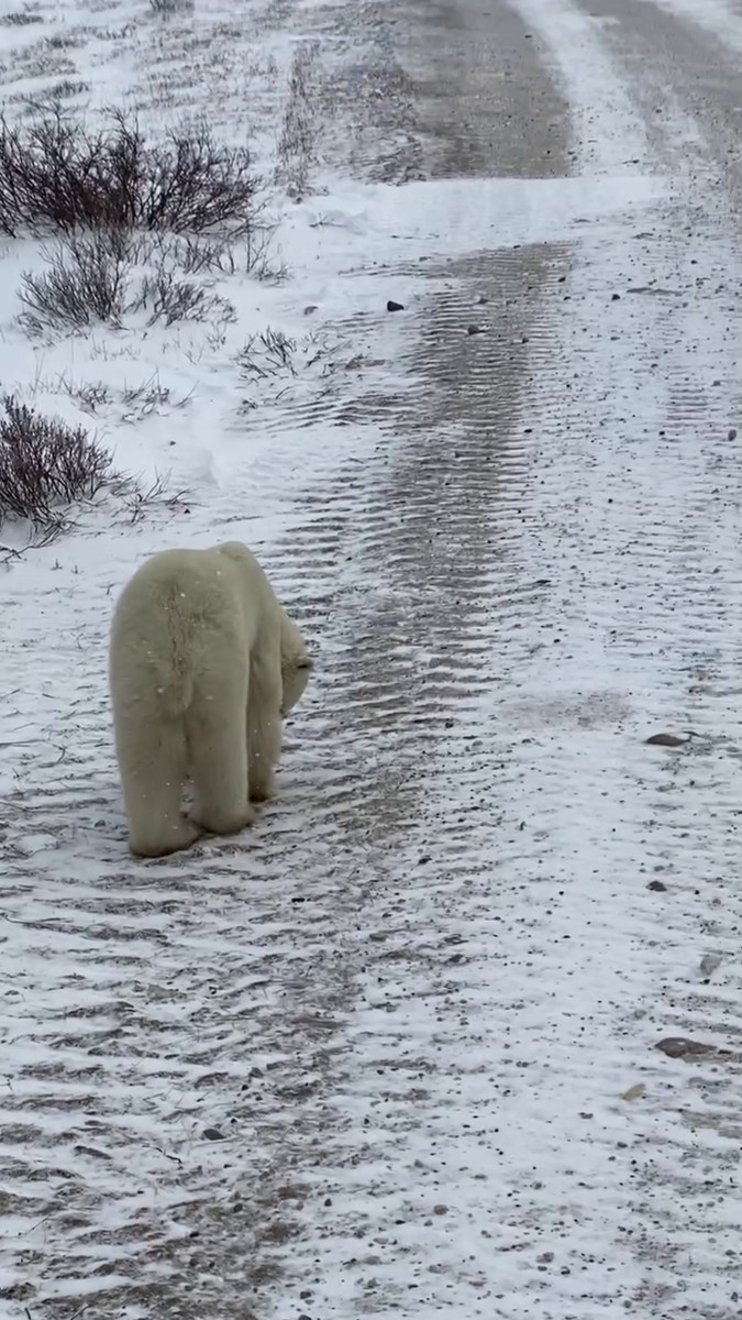 Sven Sundgaard with polar bears in Canada - Bring Me The News