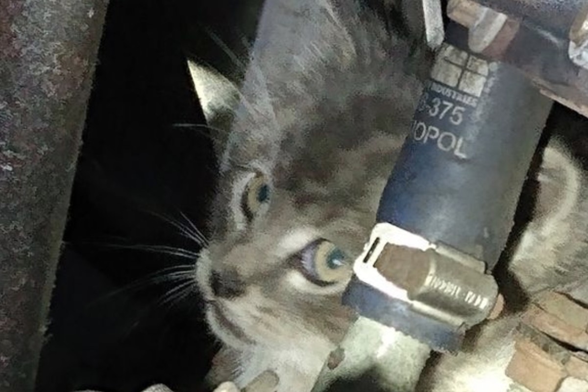 Tiny kitten survives ride on underside of Metro Transit bus - Bring Me ...
