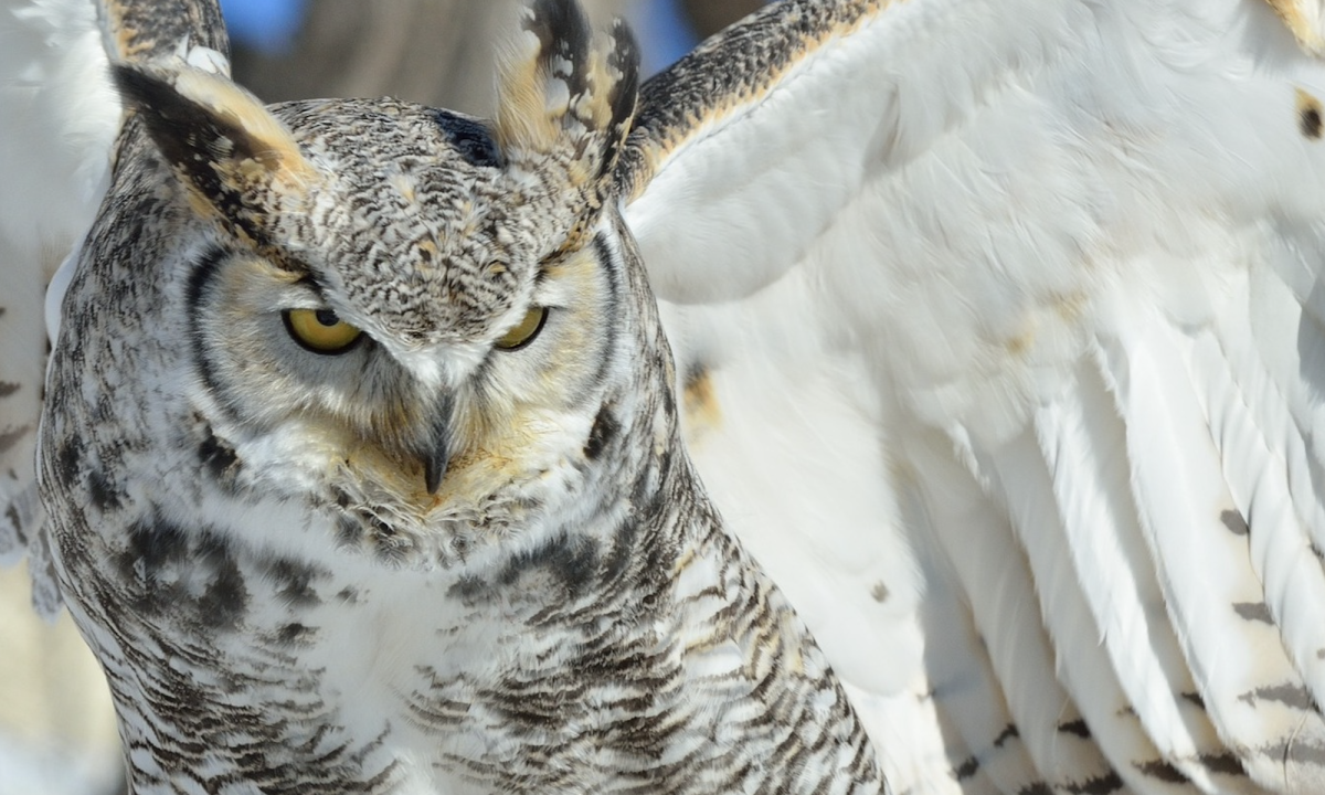 U of M Raptor Center mourns death of longest-serving ambassador bird ...