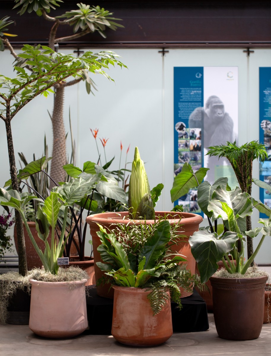 Corpse Flower's rare bloom to bring rotting flesh aroma to Como Park ...