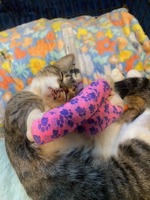 $2,500 reward for information on cat thrown off Minneapolis balcony ...