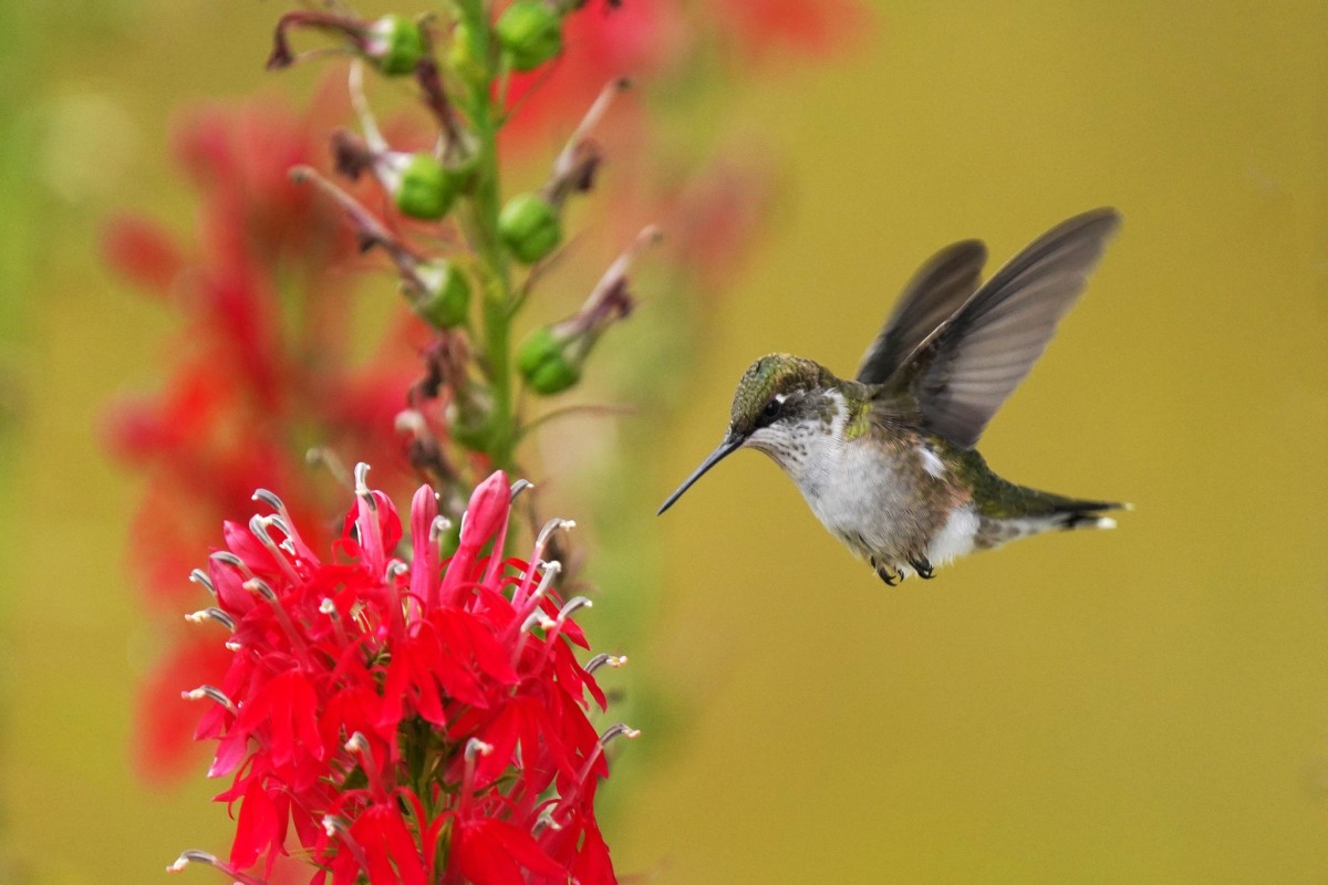 Minnesota small town’s hummingbird festival returns Aug. 17 - Bring Me ...