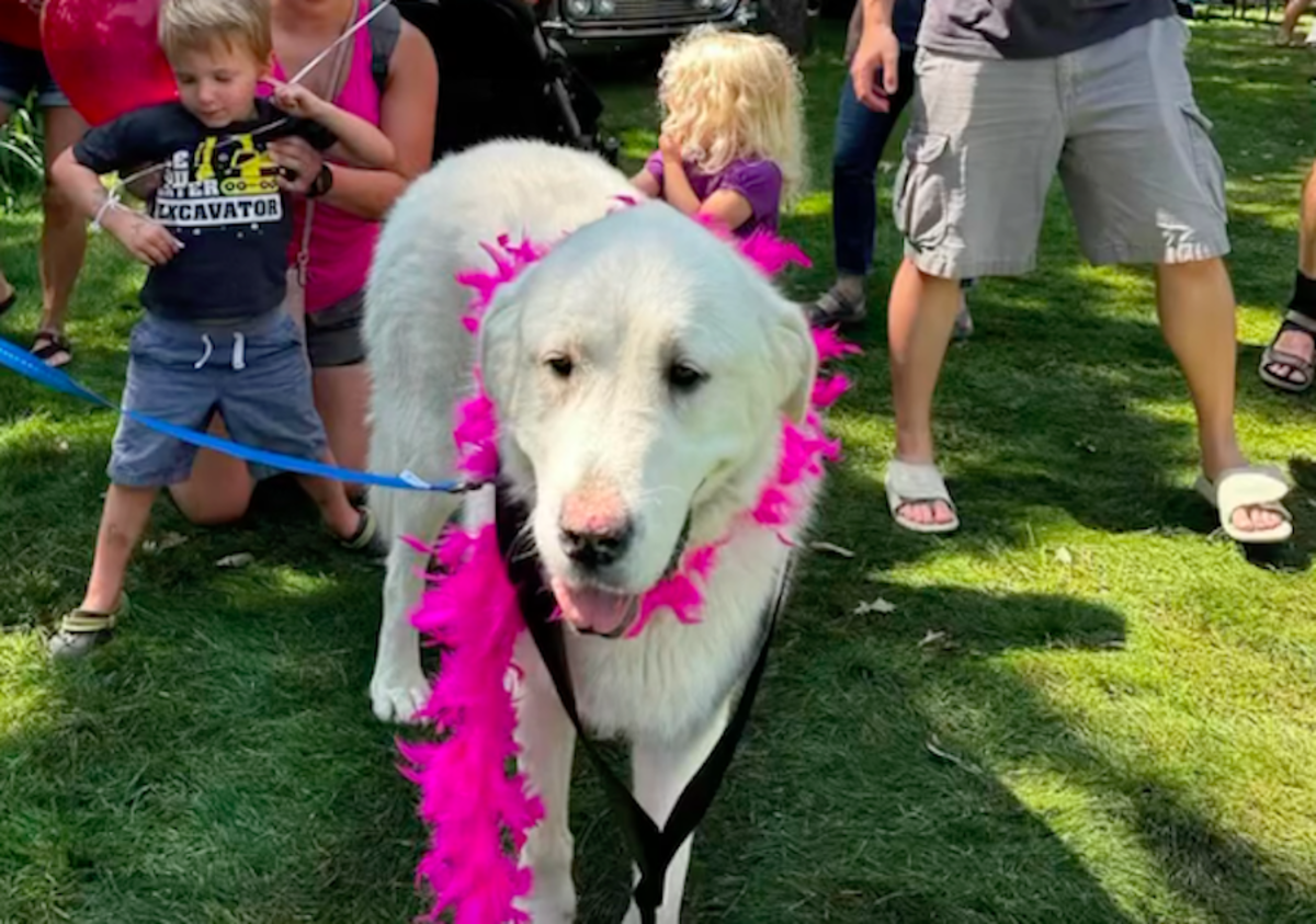 Democracy going to the dogs: Great Pyrenees elected mayor of MN town ...