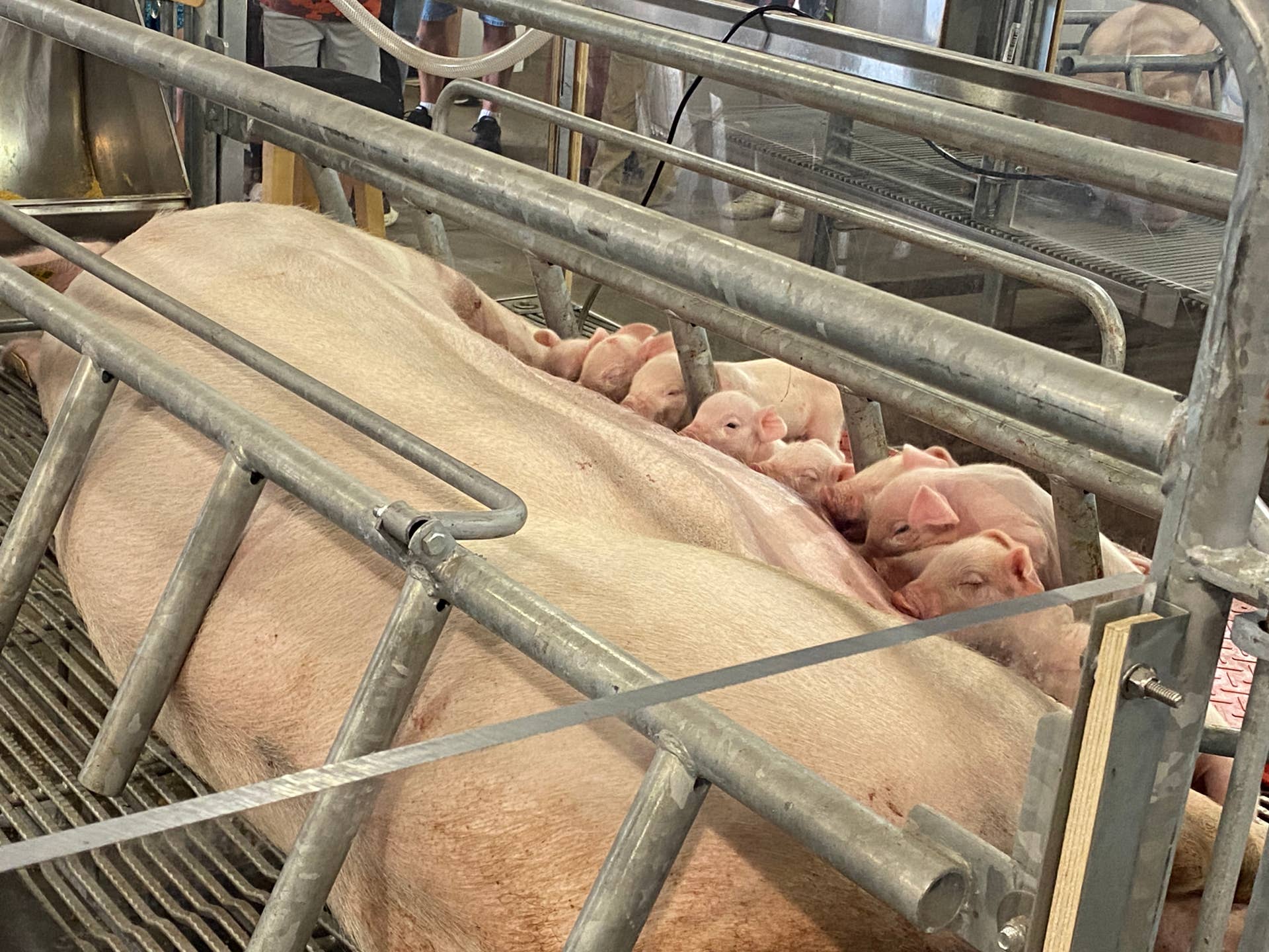 We sent a new arrival to Minnesota to their first State Fair. Here's ...
