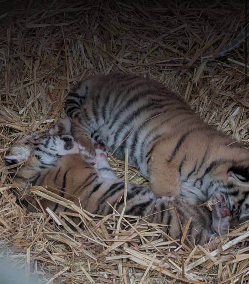 Endangered Amur tiger cubs born at Como Zoo, the first in decades ...