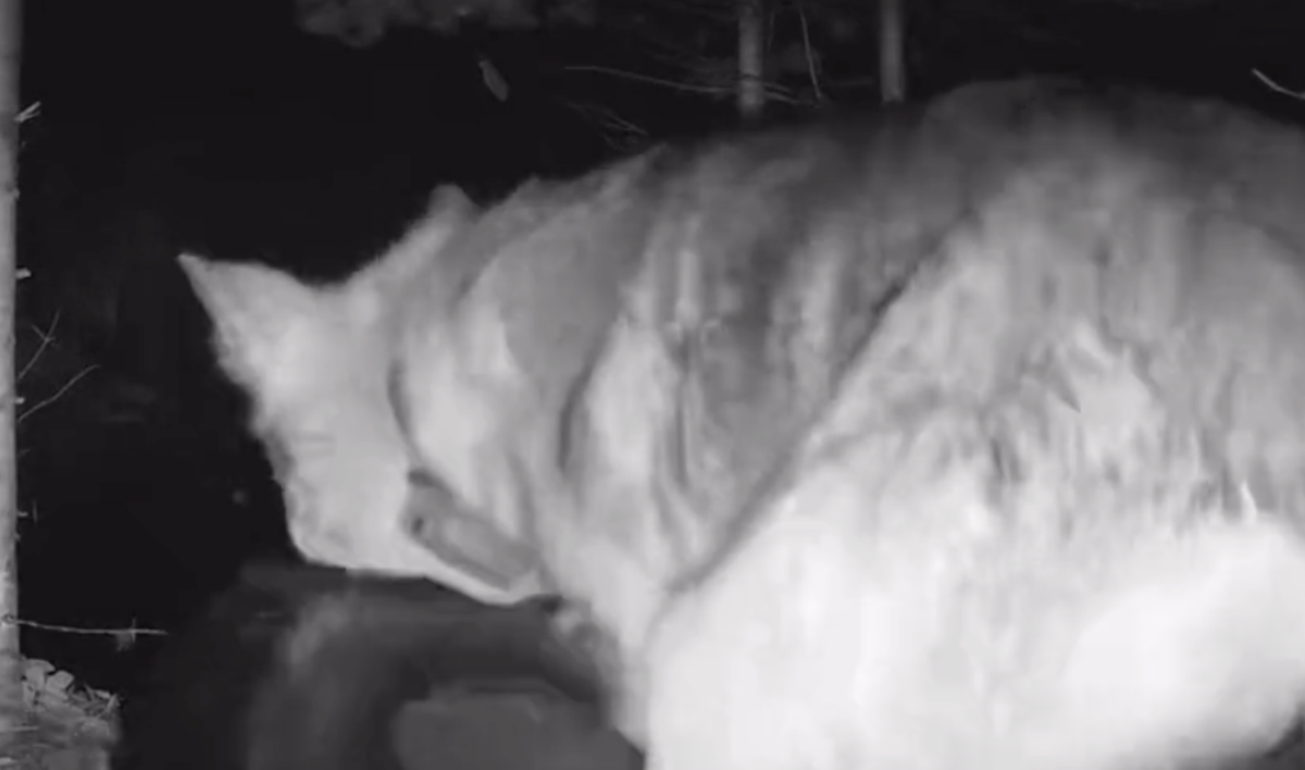 U of M student captures 'second known video ever' of wolf attacking ...