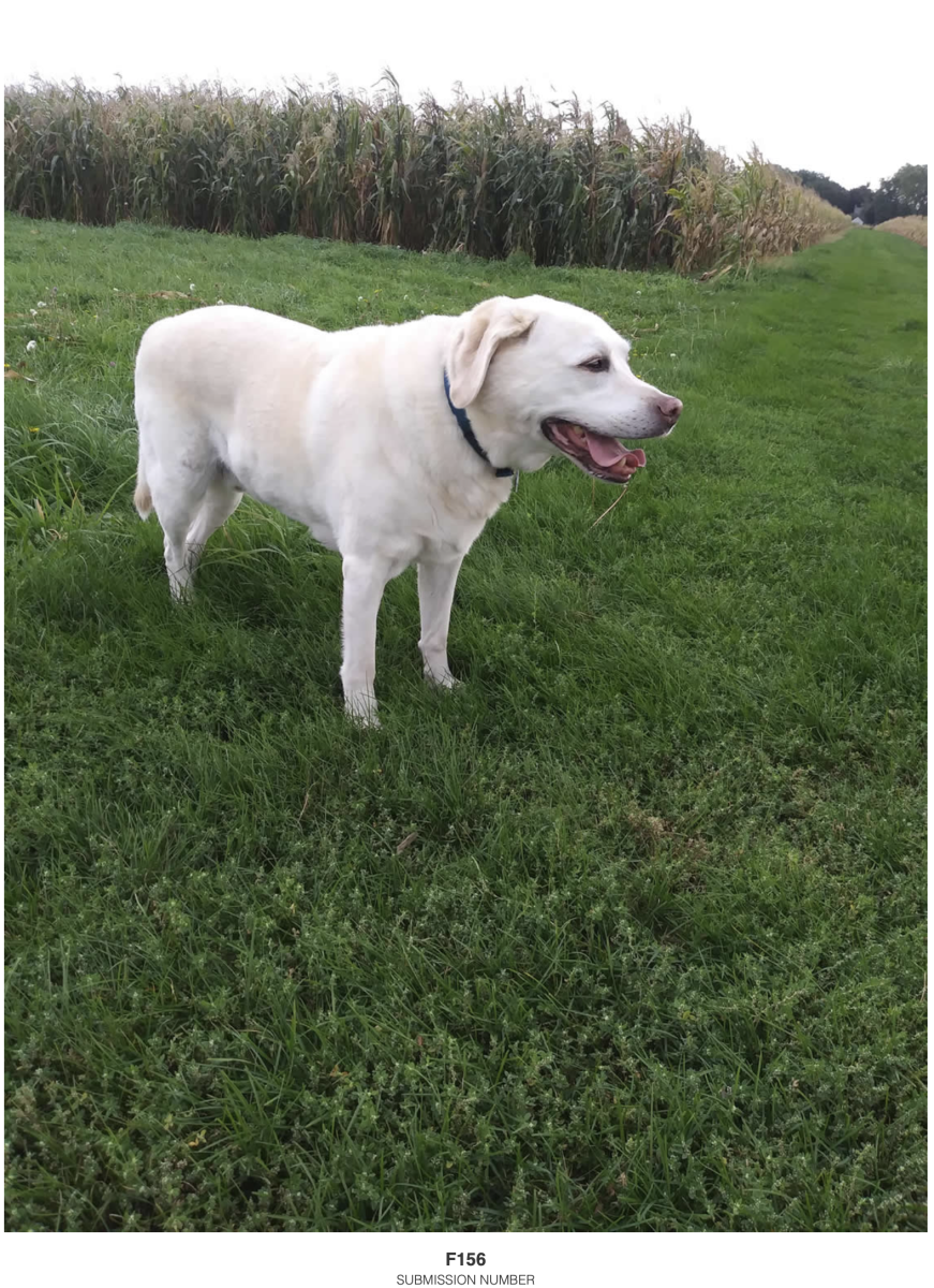 The most incredible citizen submissions for Minnesota's new state flag ...