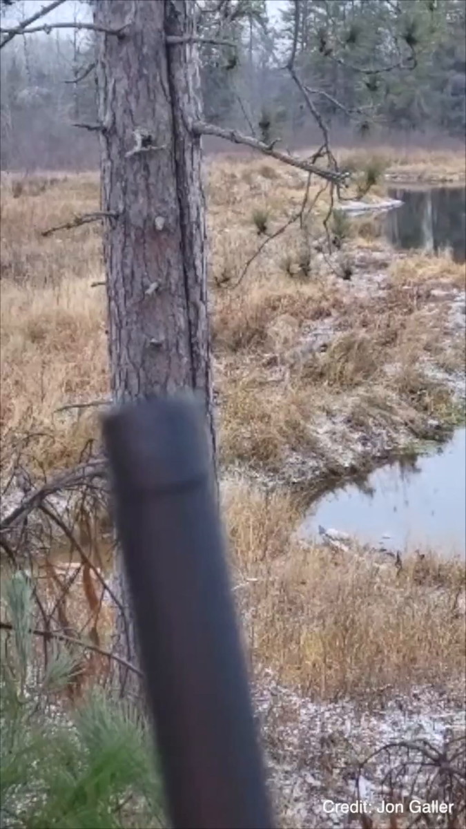 Watch: Wolf catches beaver swimming underwater in 'amazingly rare ...