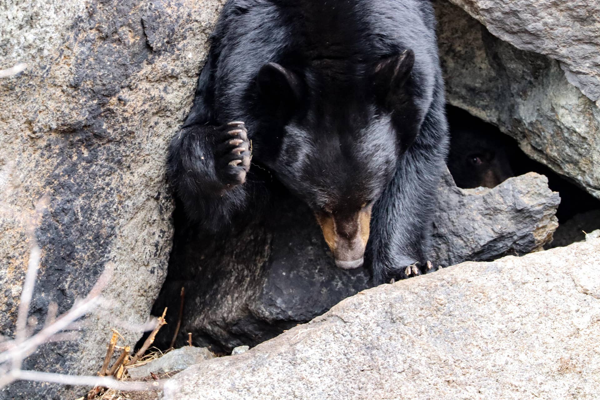 'Big momma and 2 cubs': Bear's den spotted in Duluth - Bring Me The News