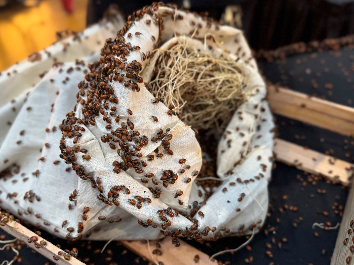 Why were 144,000 ladybugs just released into the Mall of America ...
