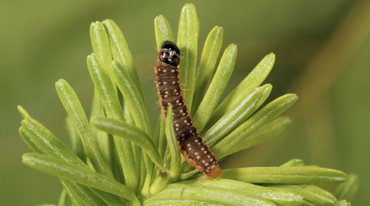 Wildfires in northern Minnesota are being fueled by a forest pest ...