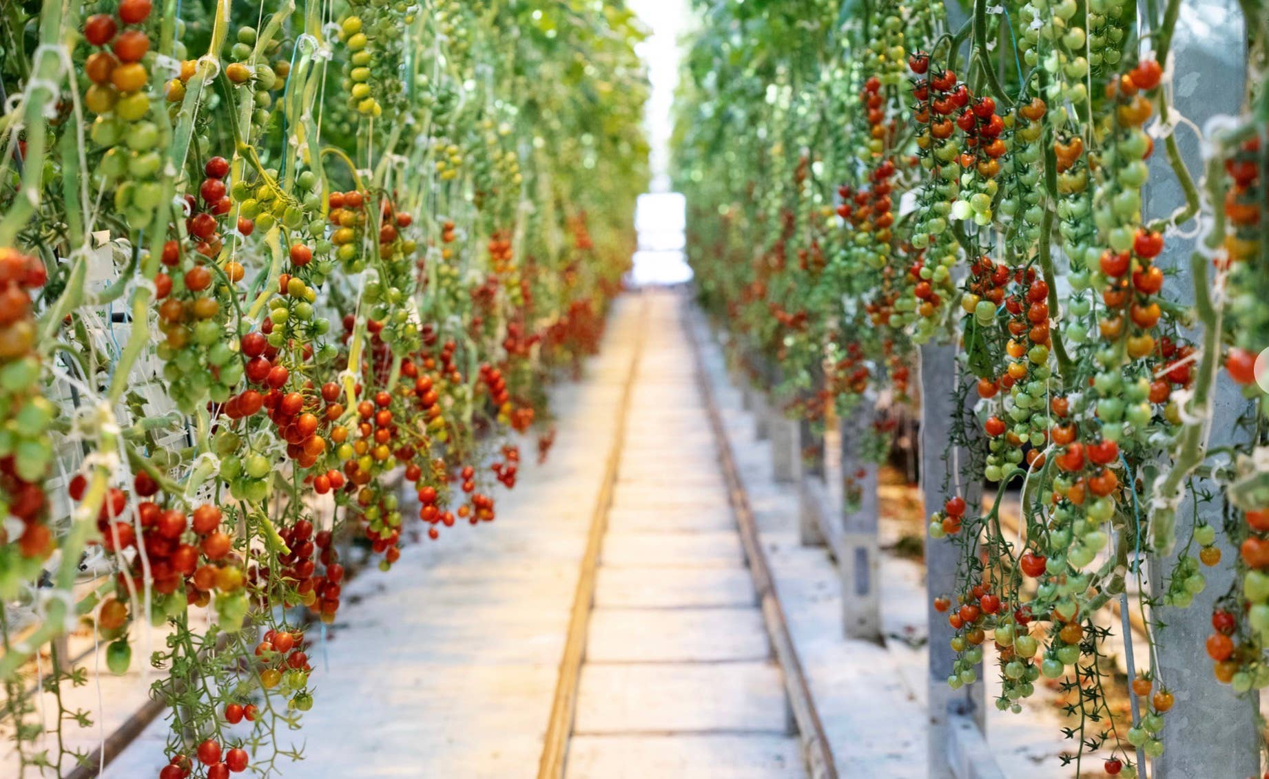 Minnesota tomato grower Bushel Boy Farms is sold - Bring Me The News