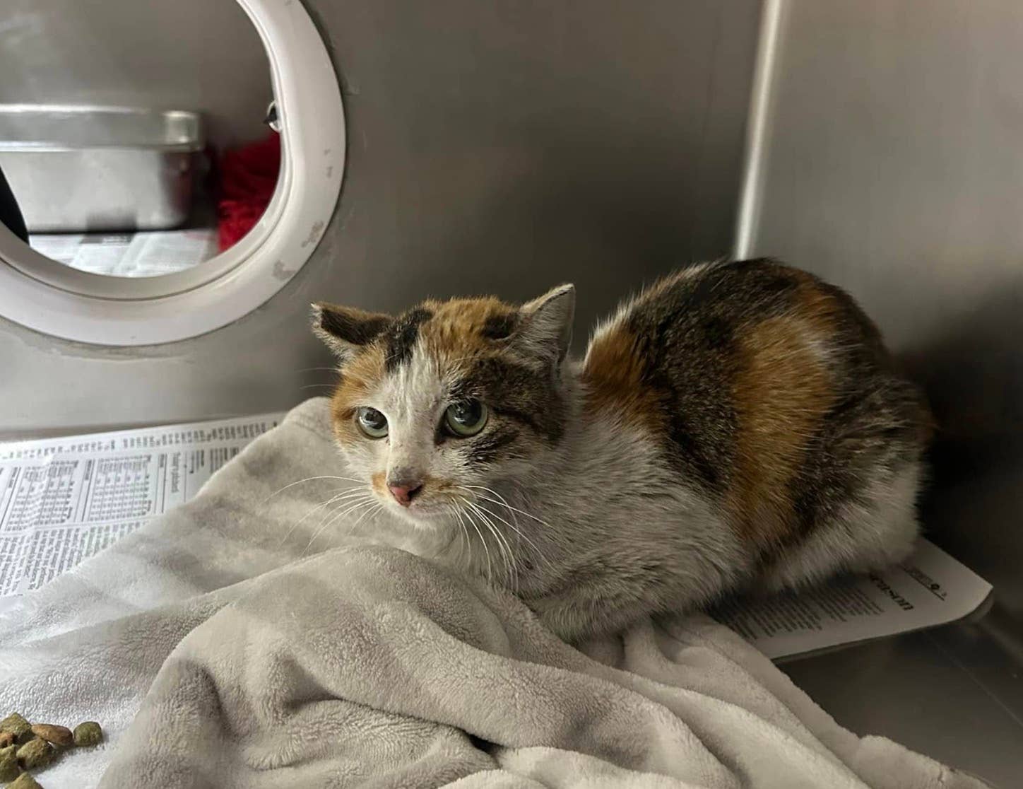 Plucky cat survives journey from China to the Twin Cities in shipping ...