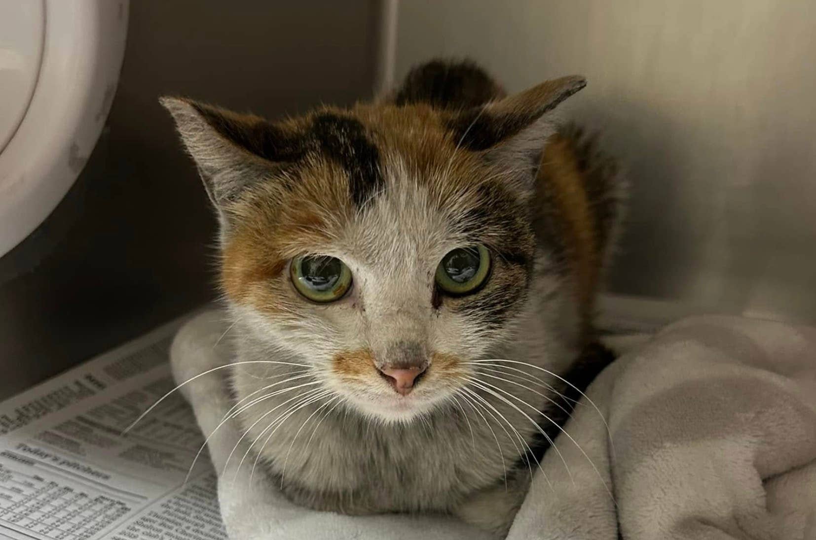 Plucky cat survives journey from China to the Twin Cities in shipping ...