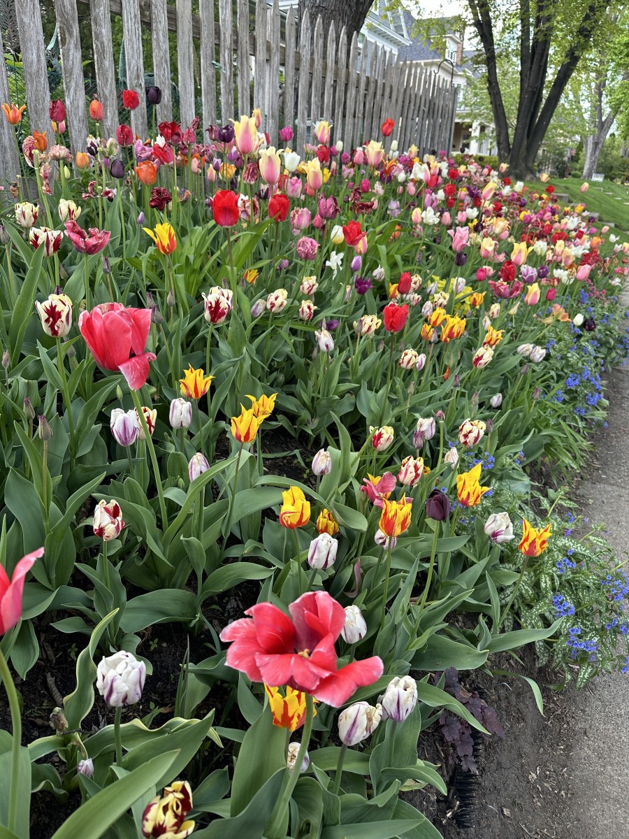 Owner of Minneapolis' beloved 'Tulip House' dies - Bring Me The News