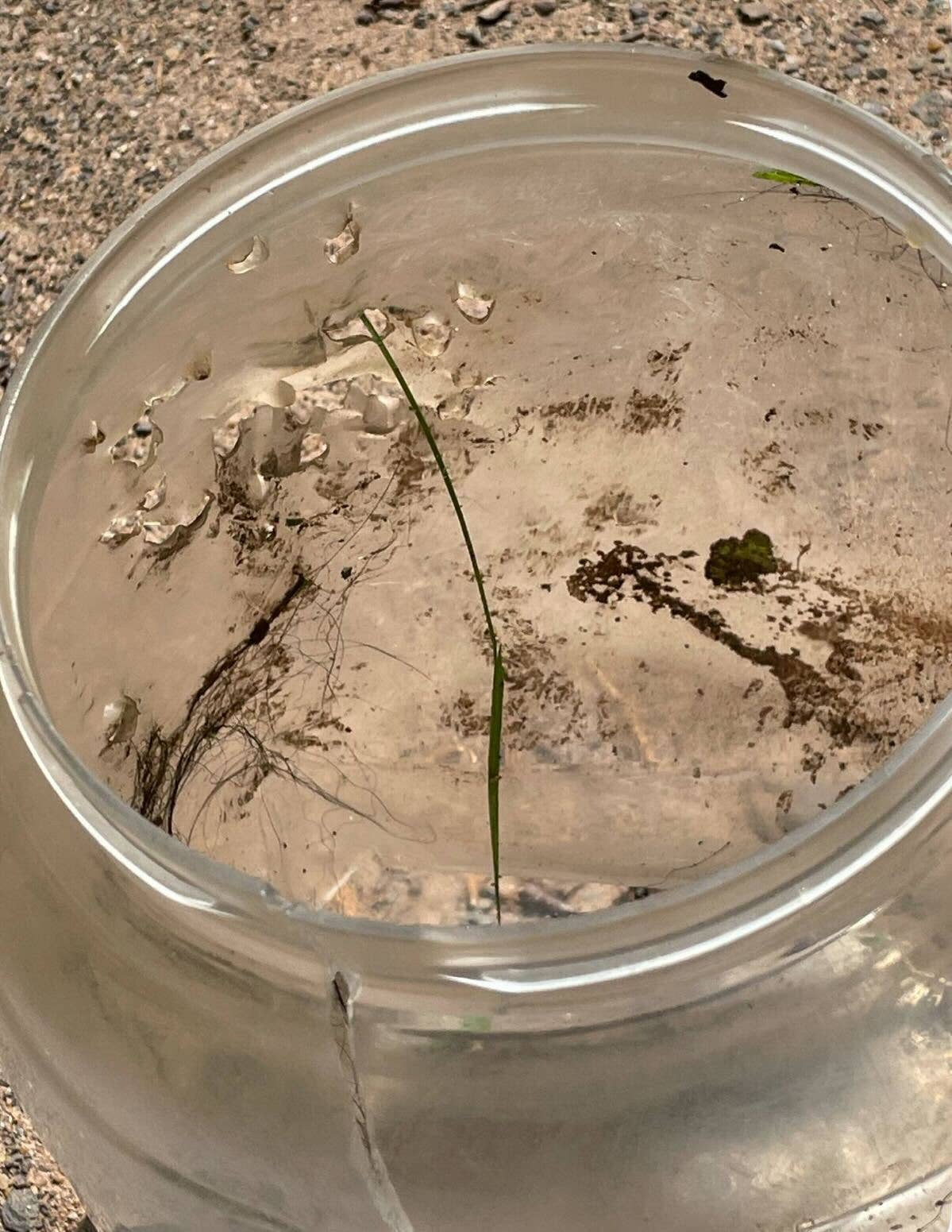 'Buckethead the Bear' rescued in northwest Wisconsin - Bring Me The News