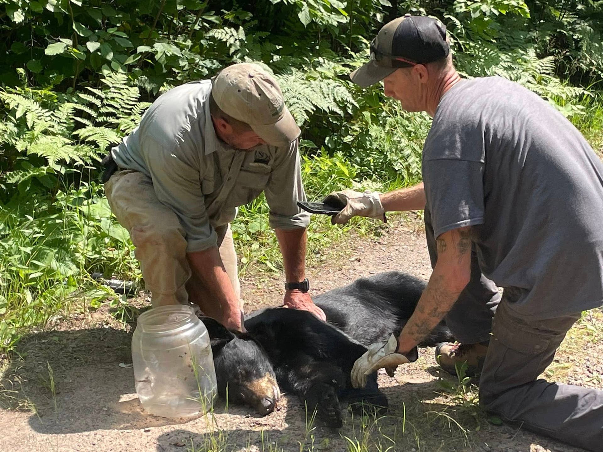 'Buckethead the Bear' rescued in northwest Wisconsin - Bring Me The News