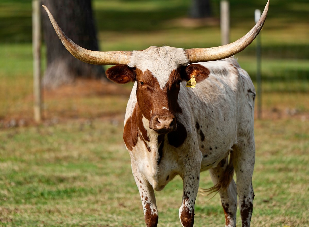 Loose Longhorn cow killed after attacking worker, charging at deputy ...