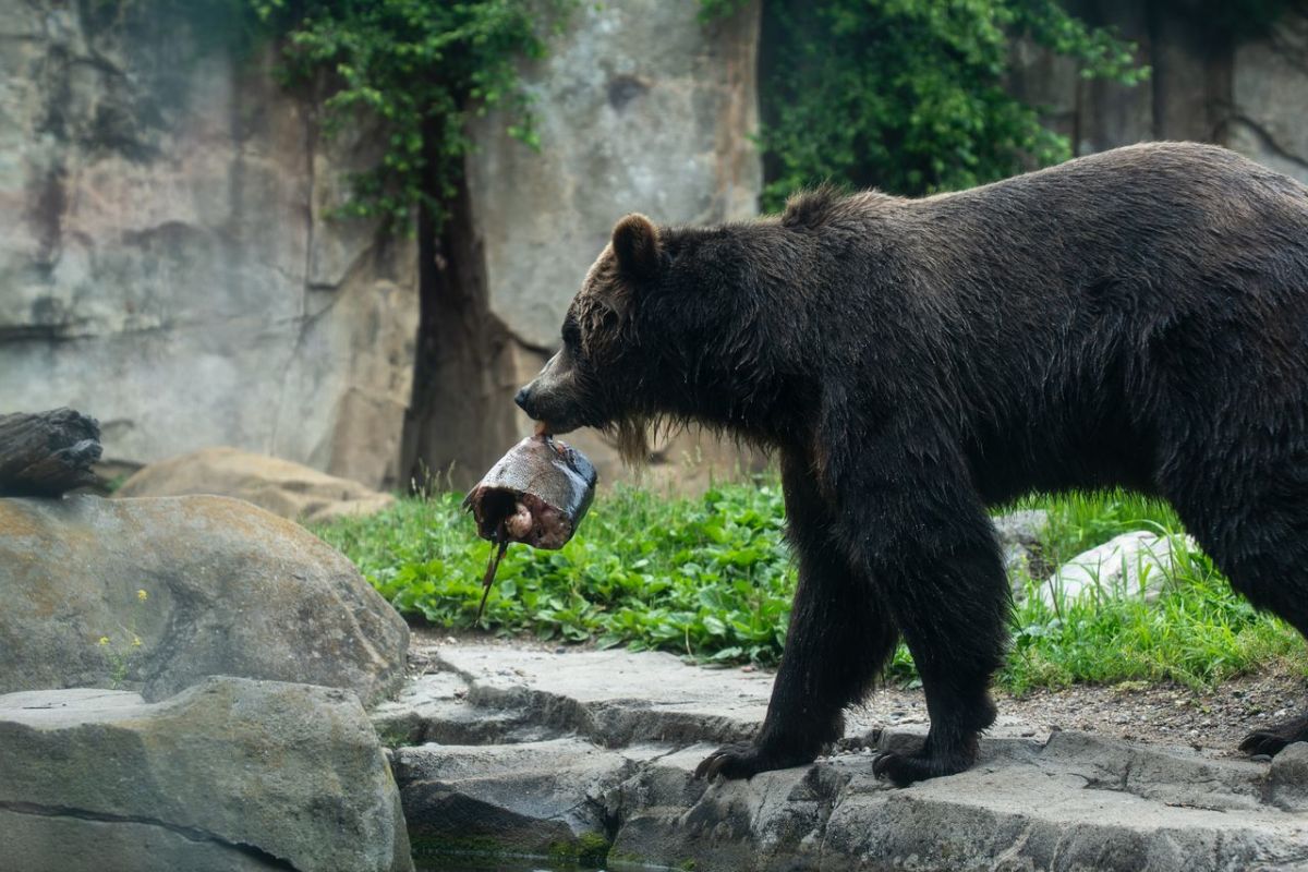 Goldfish discarded in Edina lake become food for Minnesota Zoo animals ...