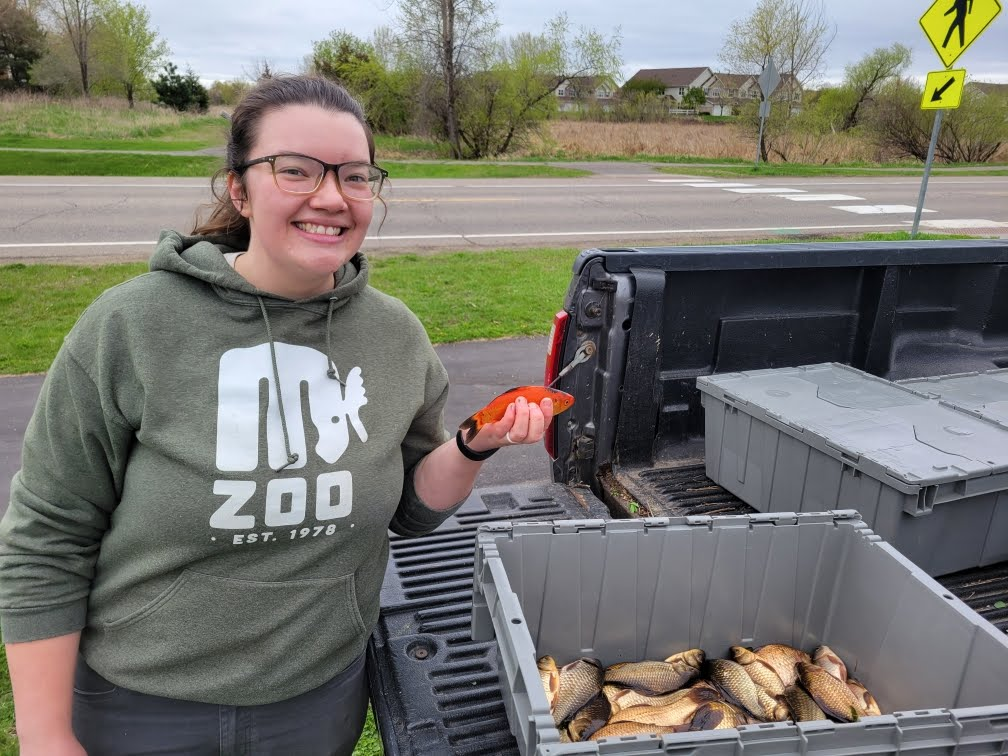 Goldfish discarded in Edina lake become food for Minnesota Zoo animals ...