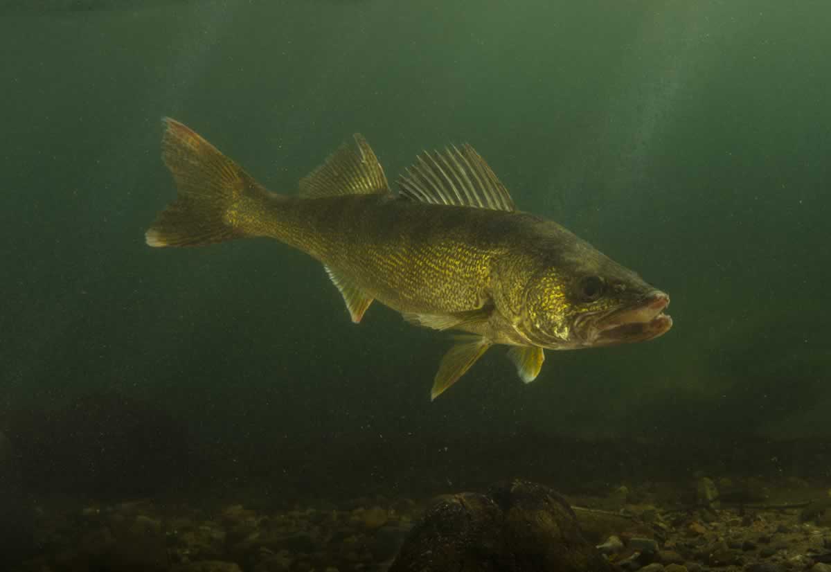 Minnesota DNR considers lowering walleye limit for the first time in ...