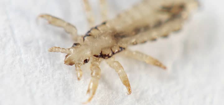 Edina Public Schools parents urge district to do more to curb lice ...