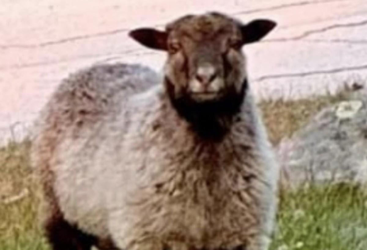 Brad, the North Shore's runaway sheep, has been captured after weeks on ...