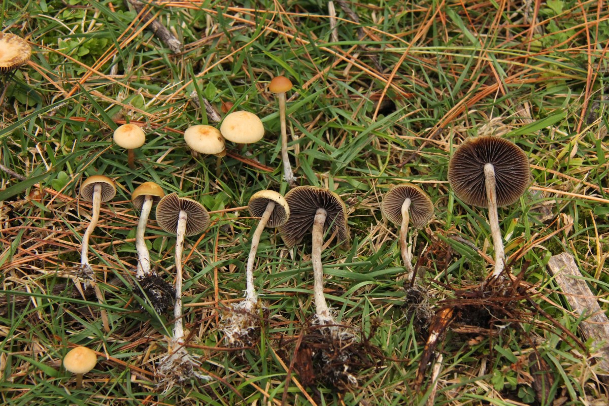 Minnesota task force recommends decriminalizing magic mushrooms - Bring ...