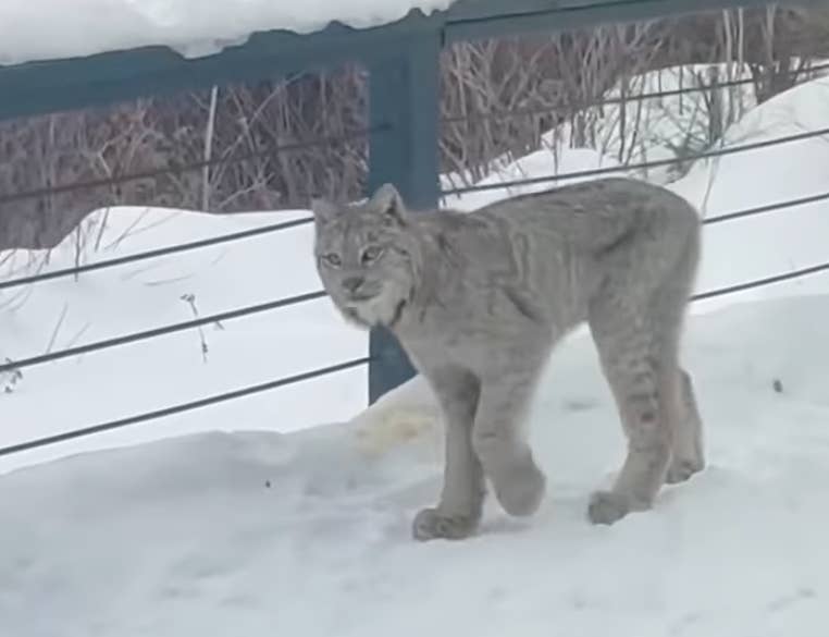 Lynx spotted in Grand Marais on Trail Center Lodge deck - Bring Me The News