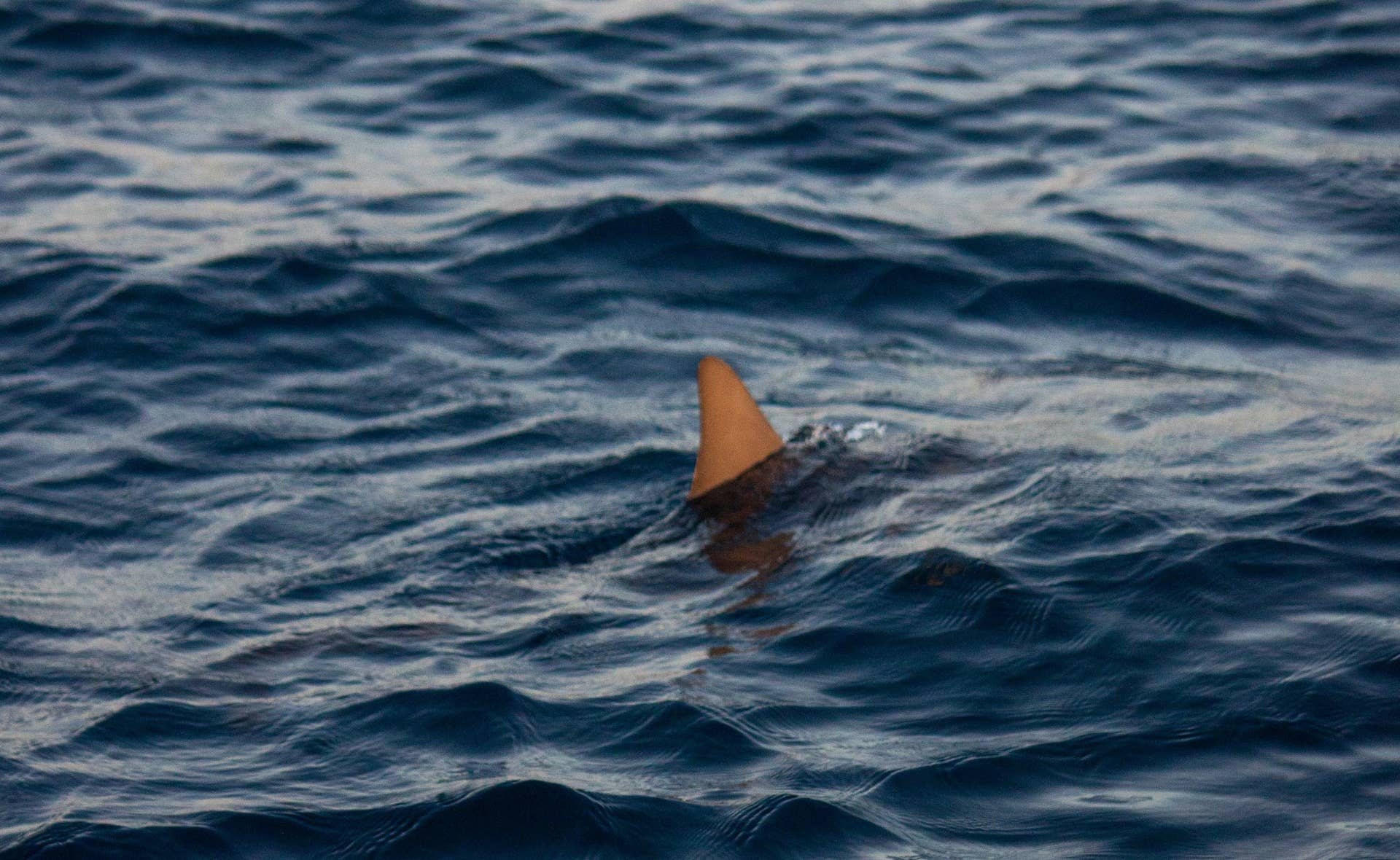 Minnesota woman killed in shark attack in U.S. Virgin Islands - Bring ...