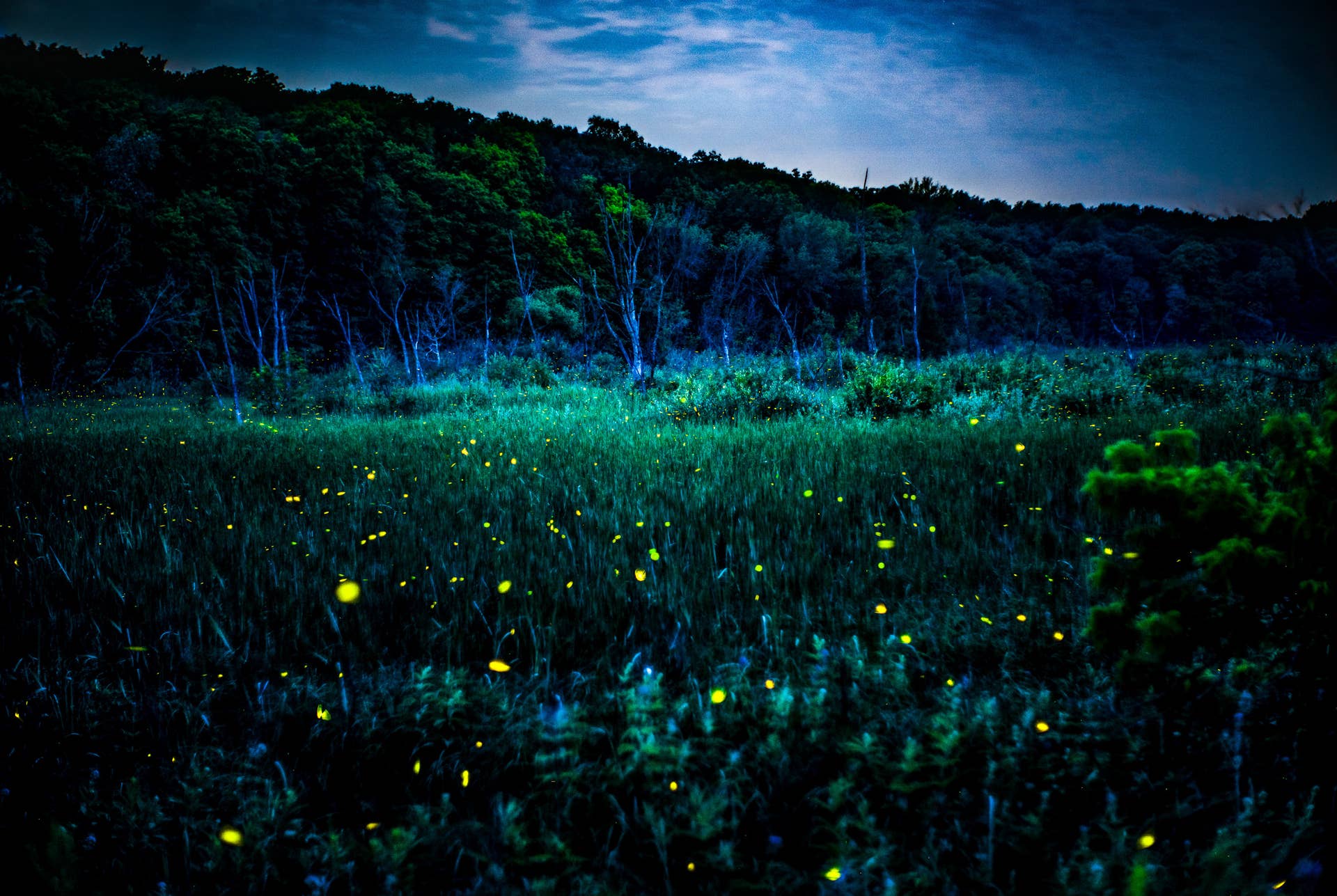Firefly viewing parties offer unique way to see lightning bugs at the ...